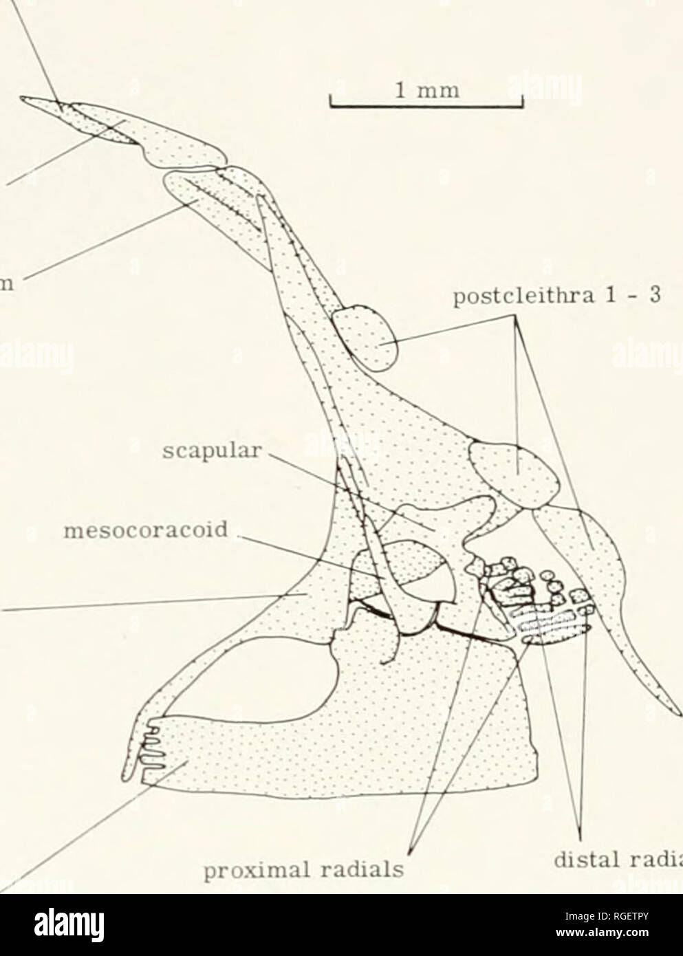 . Bulletin of the Museum of Comparative Zoology at Harvard College ...