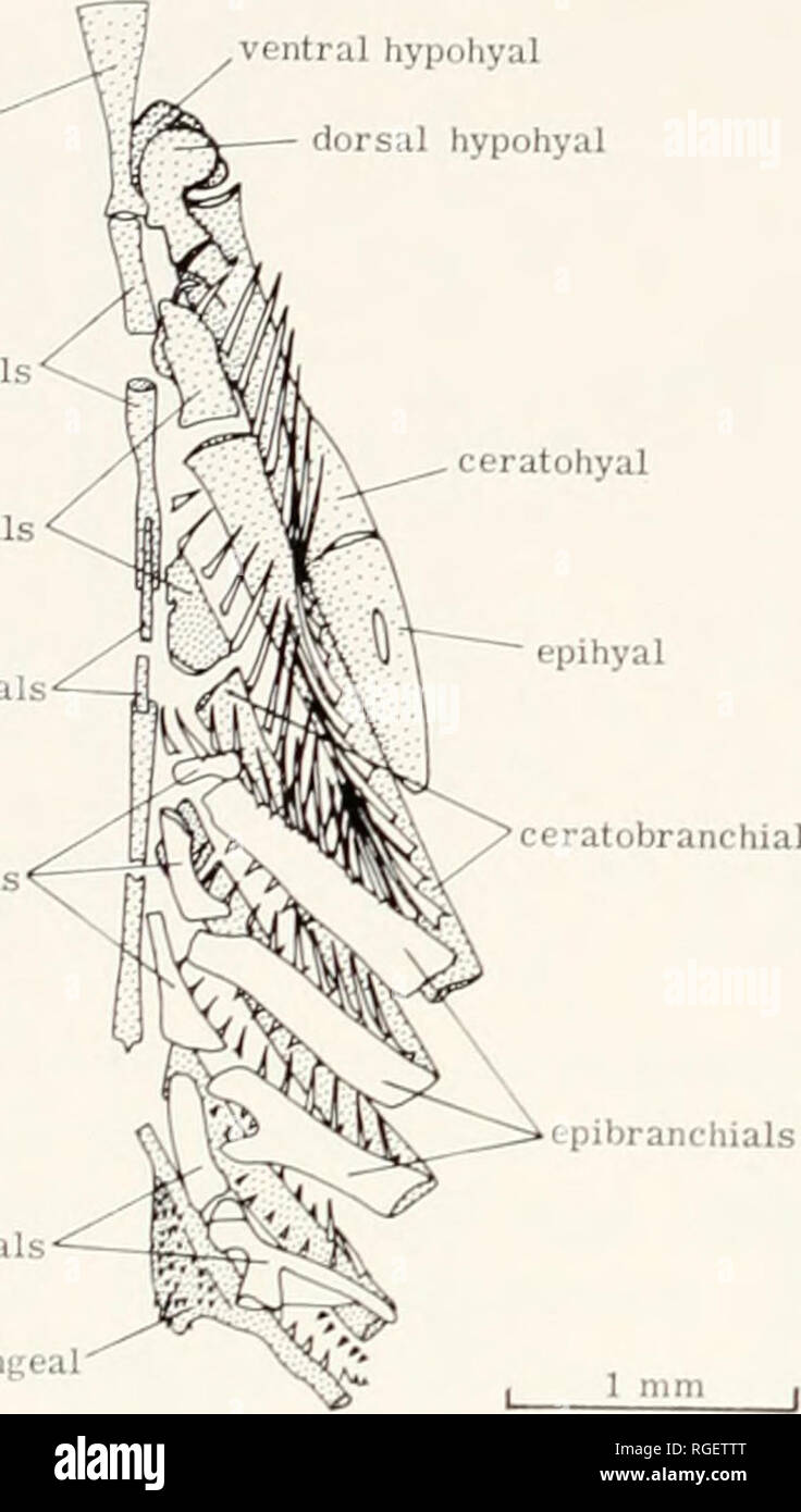 Pharyngeal jaws hi-res stock photography and images - Alamy