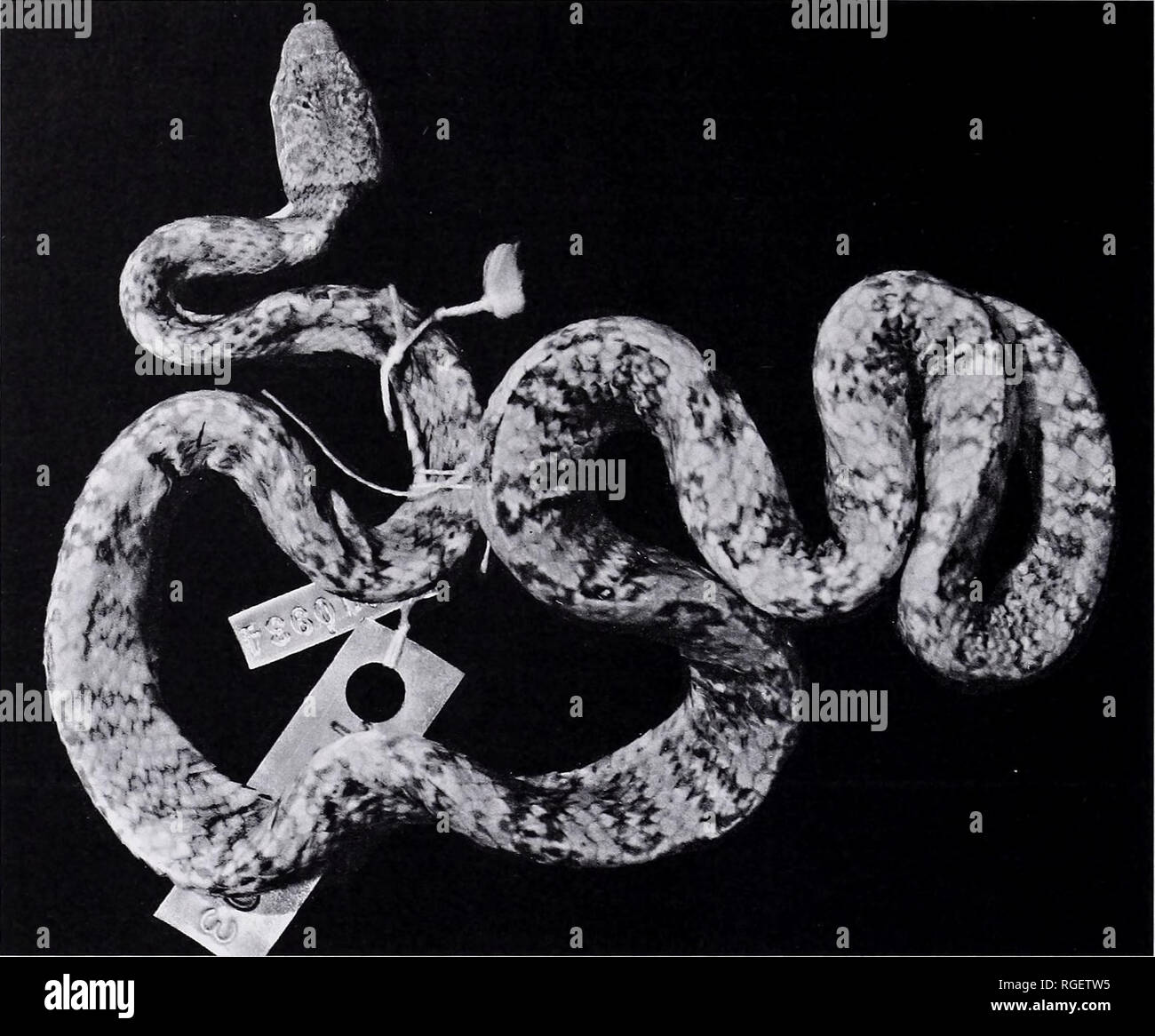 Dipsas elegans hi-res stock photography and images - Alamy