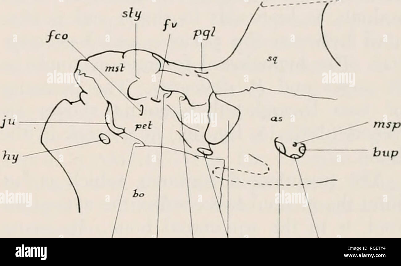 Large specimen labeled hi-res stock photography and images - Alamy