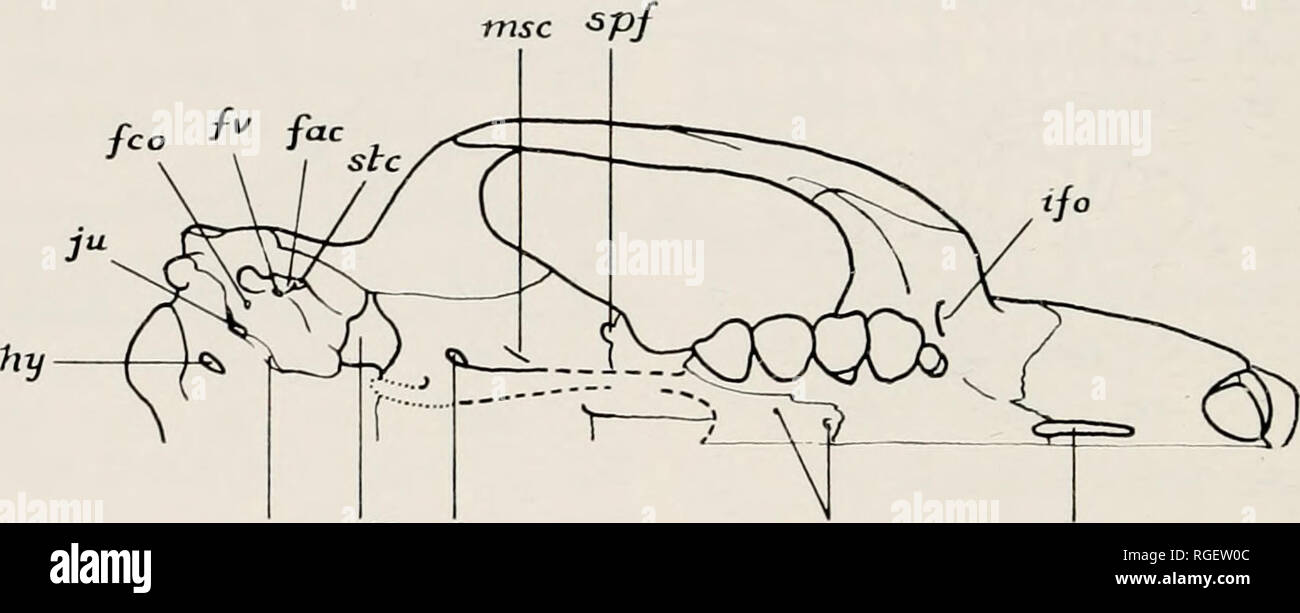 Orbital process of palatine bone hi-res stock photography and images ...