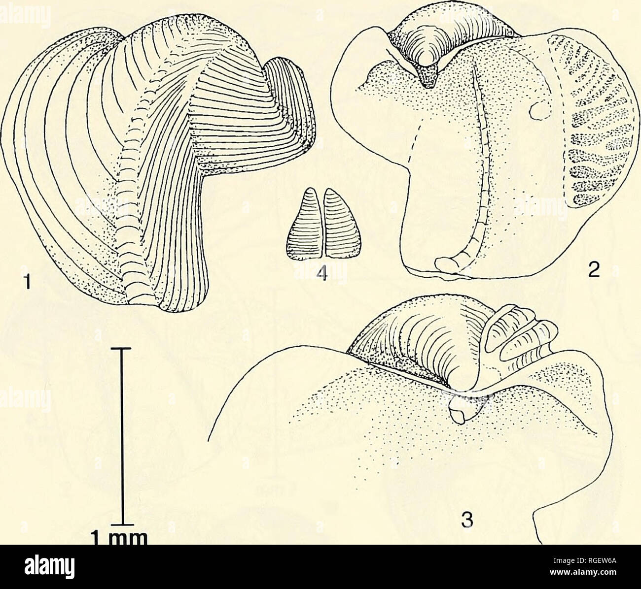 . Bulletin of the Museum of Comparative Zoology at Harvard College ...