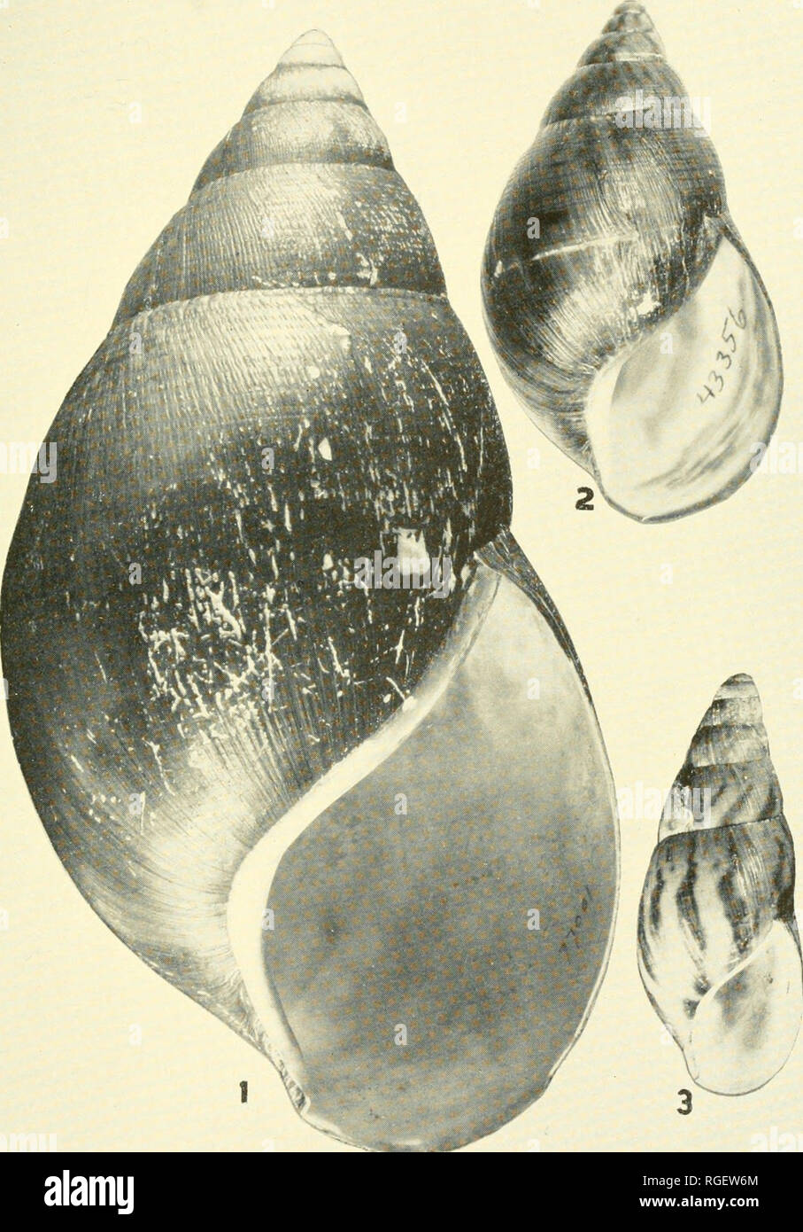 . Bulletin of the Museum of Comparative Zoology at Harvard College ...