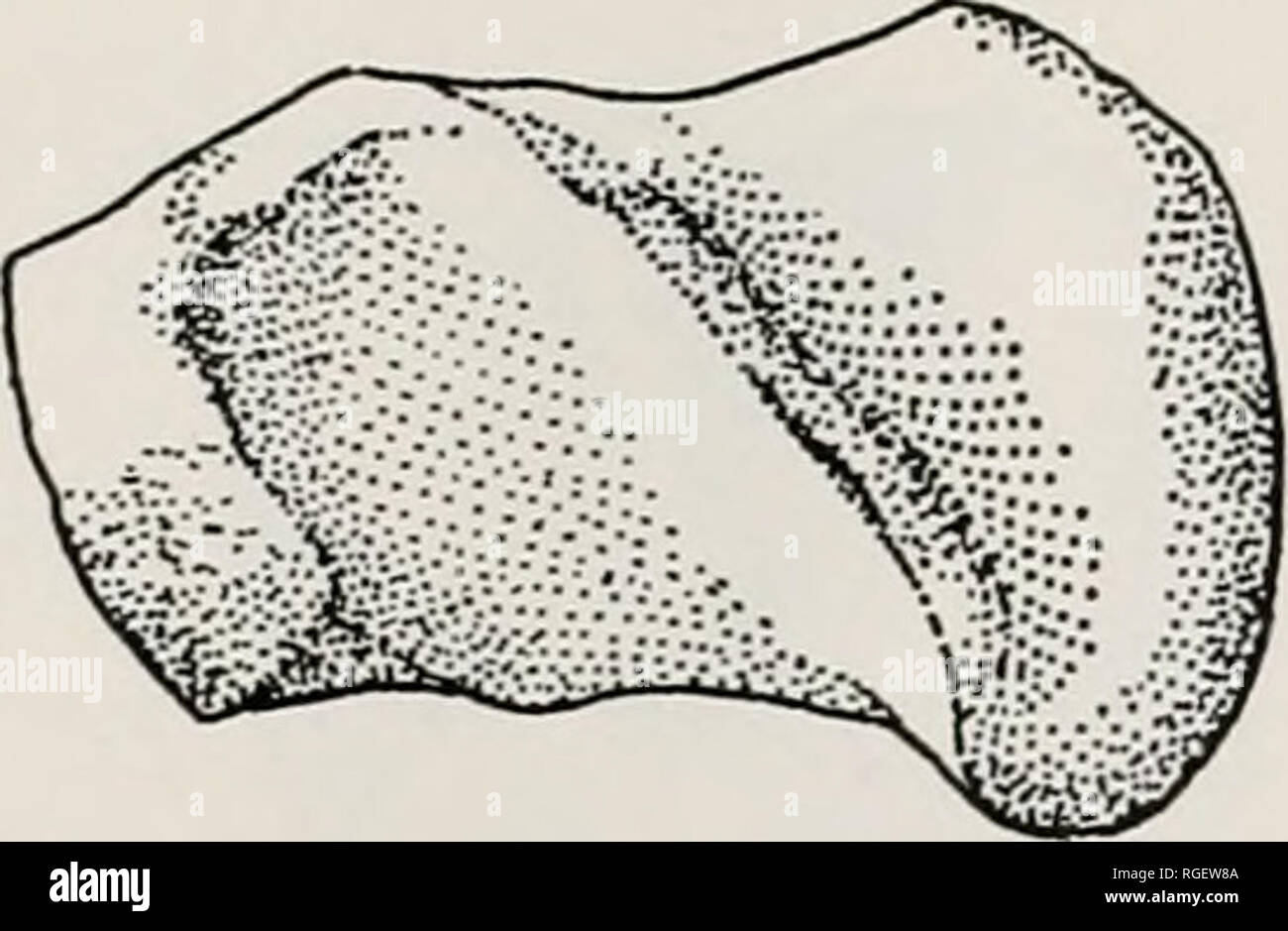 Shansisuchus hi-res stock photography and images - Alamy