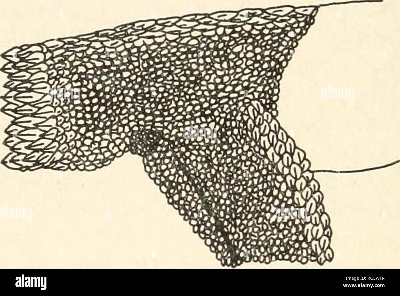 Spinose structure hi-res stock photography and images - Alamy