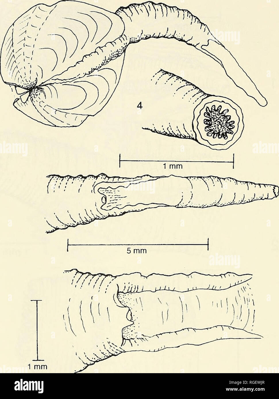 Excurrent siphon hi-res stock photography and images - Alamy