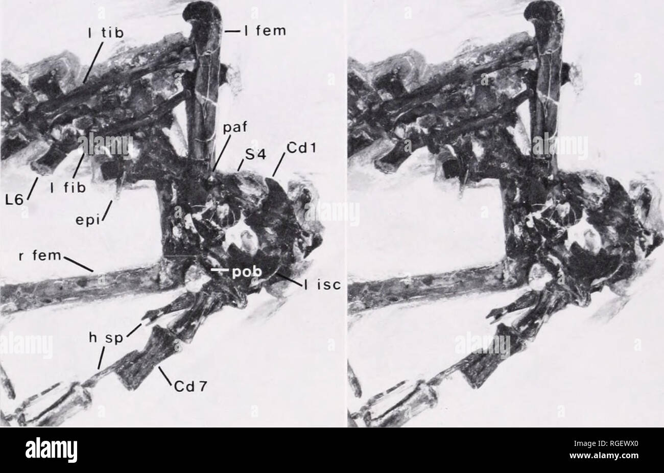 . Bulletin of the Museum of Comparative Zoology at Harvard College ...