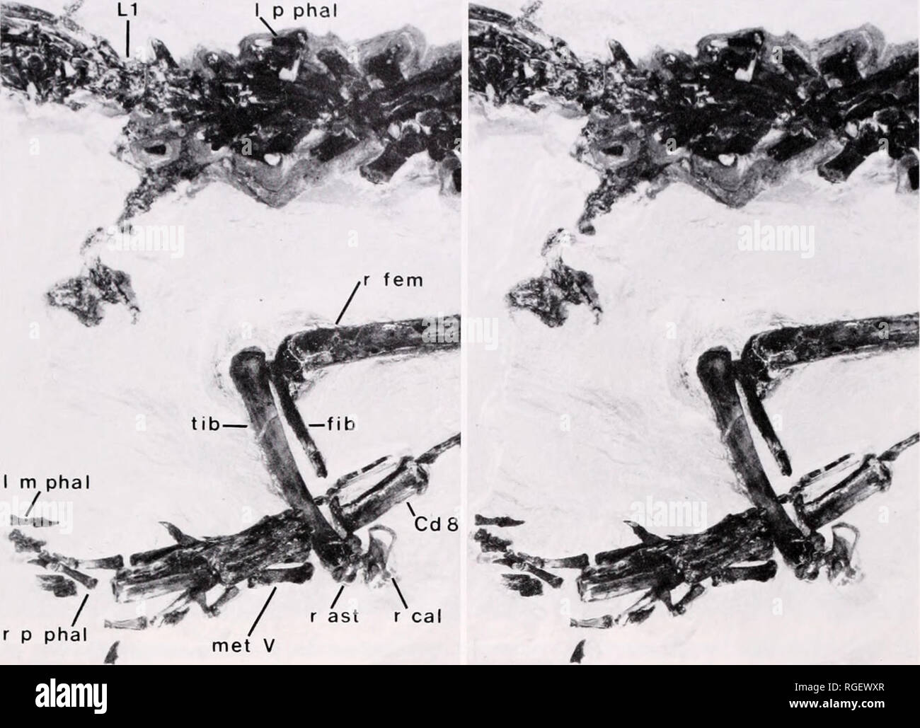 . Bulletin of the Museum of Comparative Zoology at Harvard College ...