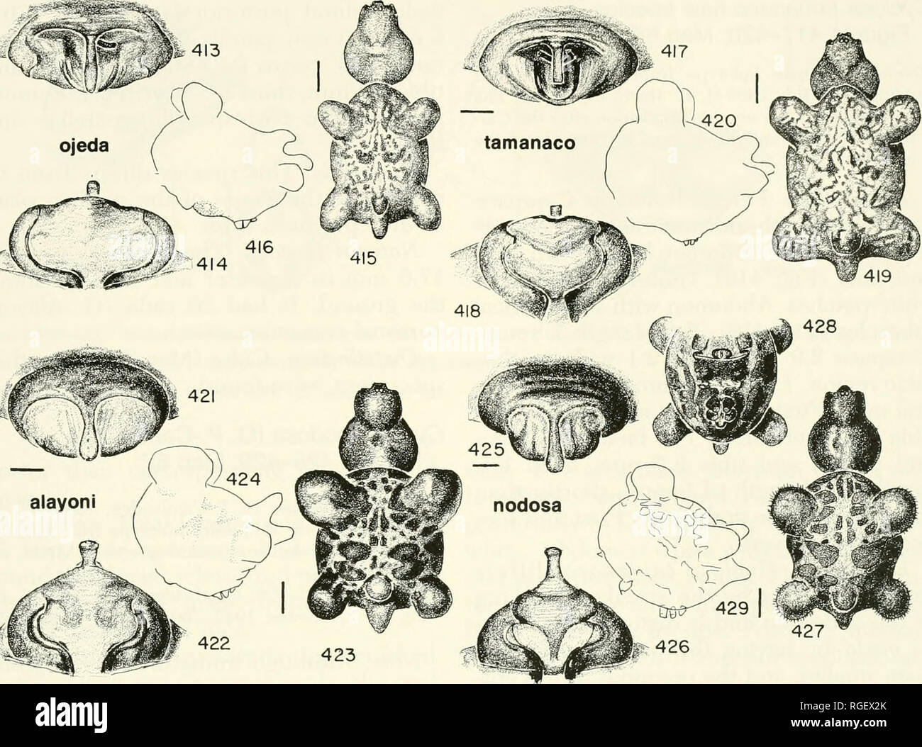Cyclosa sp hi-res stock photography and images - Alamy