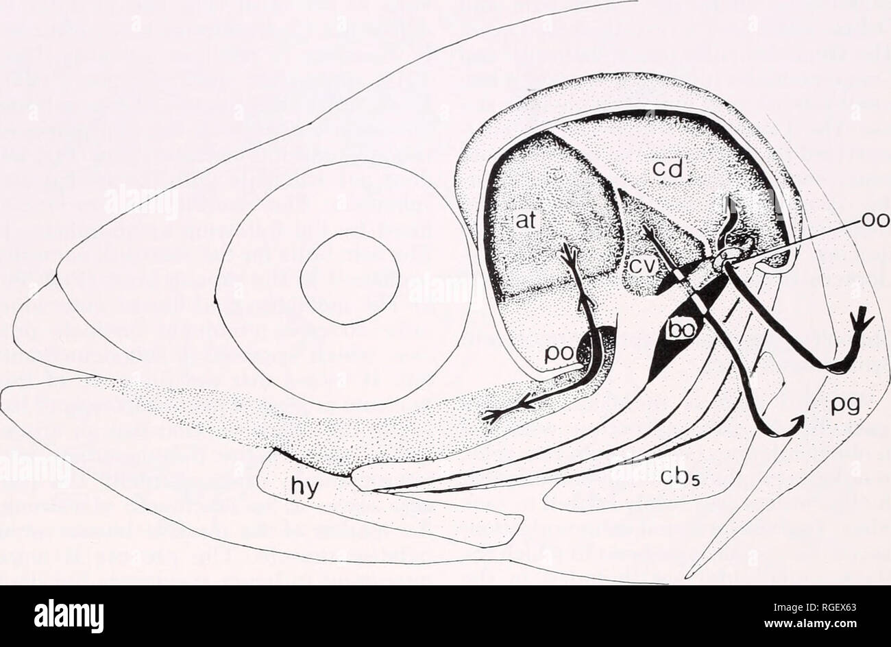 . Bulletin of the Museum of Comparative Zoology at Harvard College ...