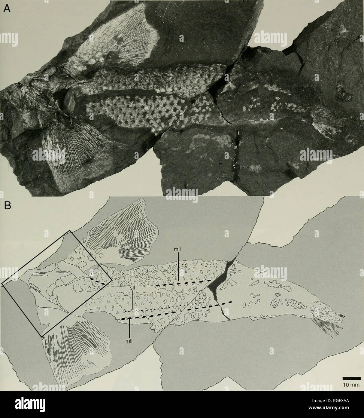 . Bulletin of the Museum of Comparative Zoology at Harvard College ...