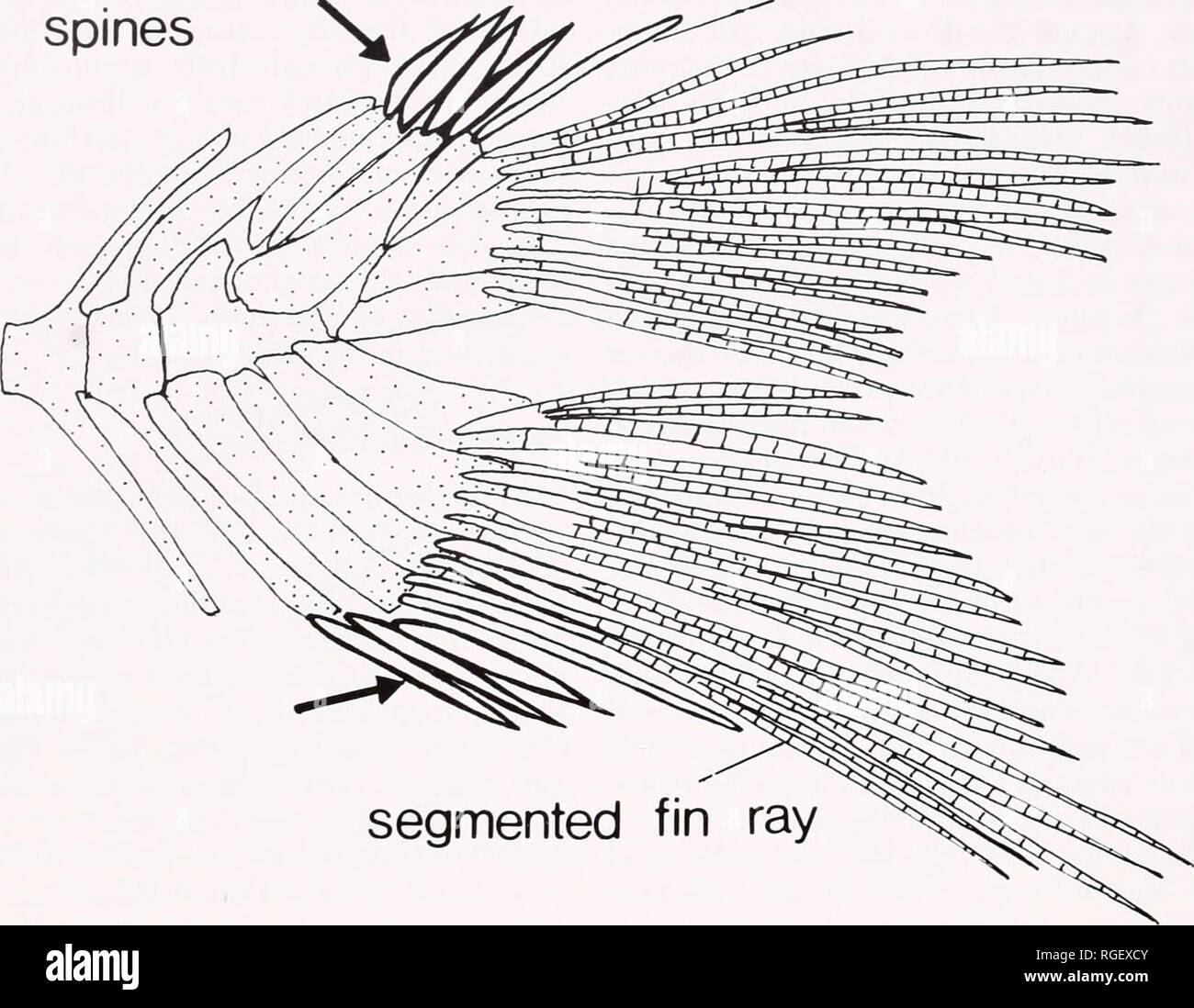 . Bulletin of the Museum of Comparative Zoology at Harvard College. Zoology. 164 Bulletin Museum ...