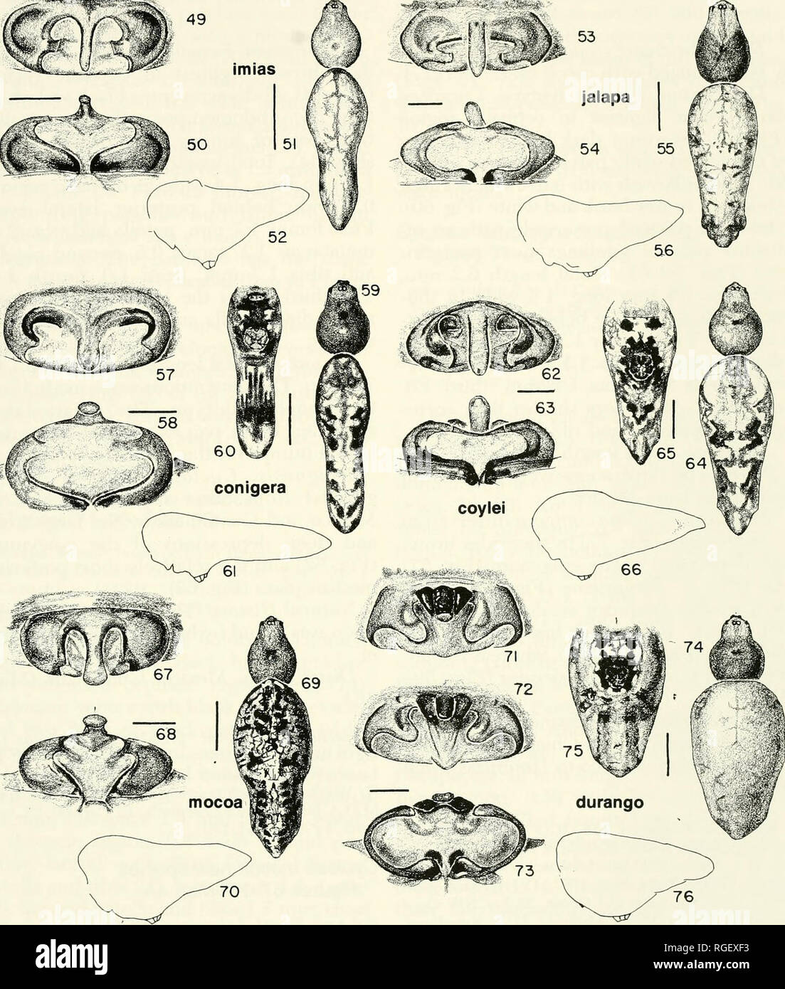 Cyclosa sp hi-res stock photography and images - Alamy