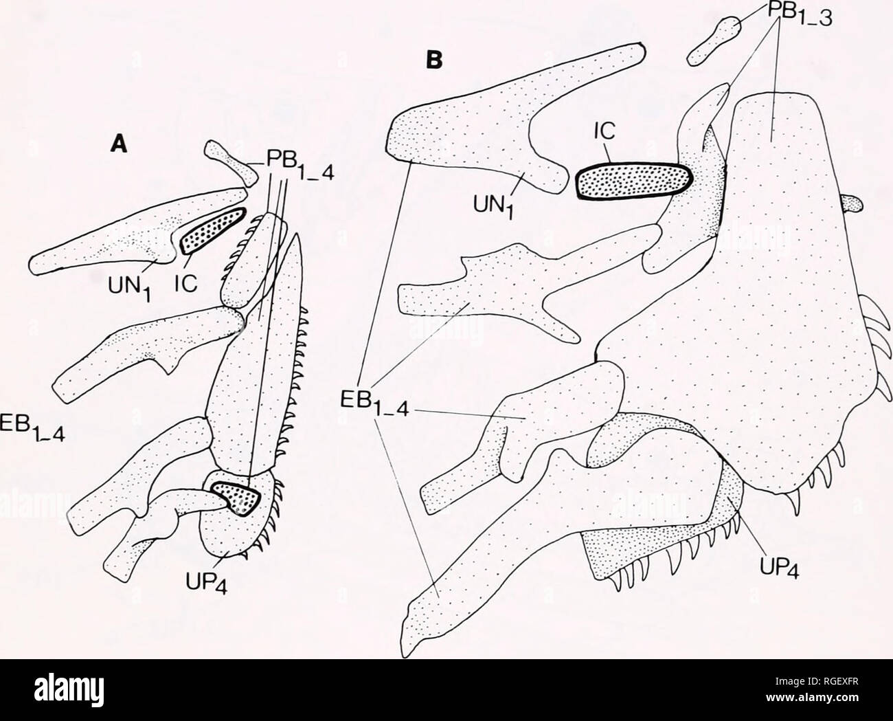 Percoids hi-res stock photography and images - Alamy