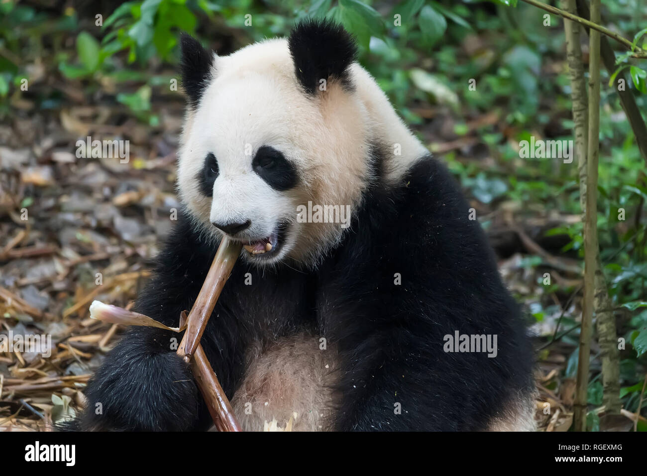 Giant panda eating bamboo,Wild Animals Stock Photo - Alamy