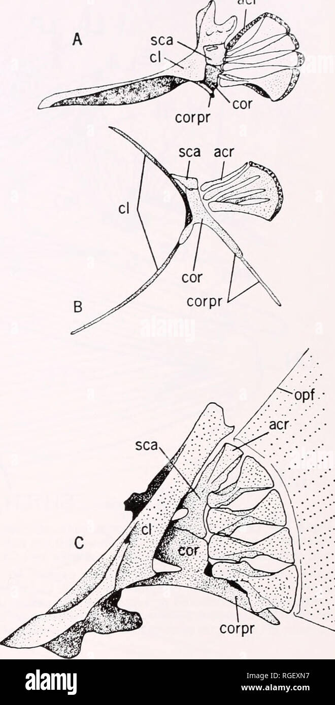 . Bulletin of the Museum of Comparative Zoology at Harvard College ...