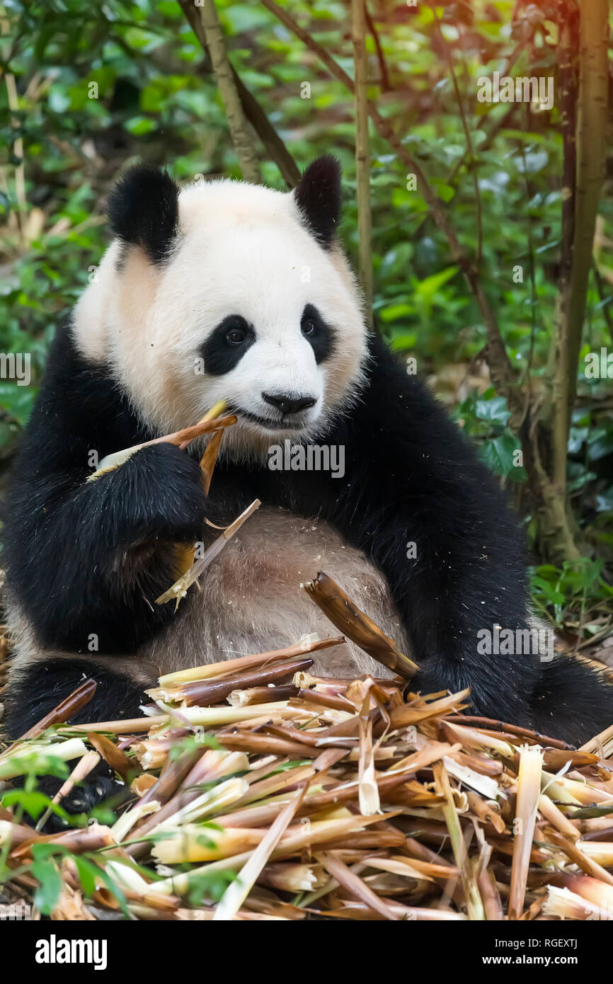 Giant panda eating bamboo,Wild Animals Stock Photo - Alamy