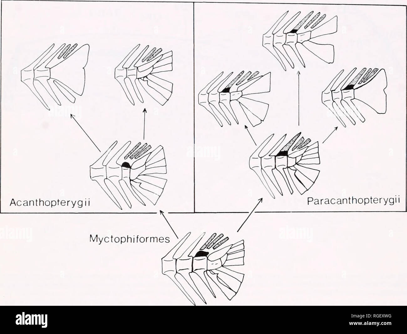 Phyletic museum hi-res stock photography and images - Alamy