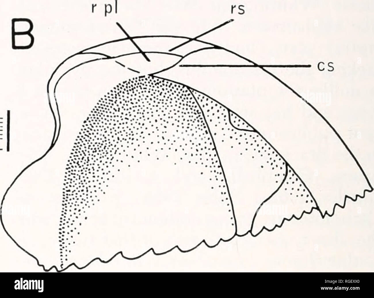 . Bulletin of the Museum of Comparative Zoology at Harvard College ...