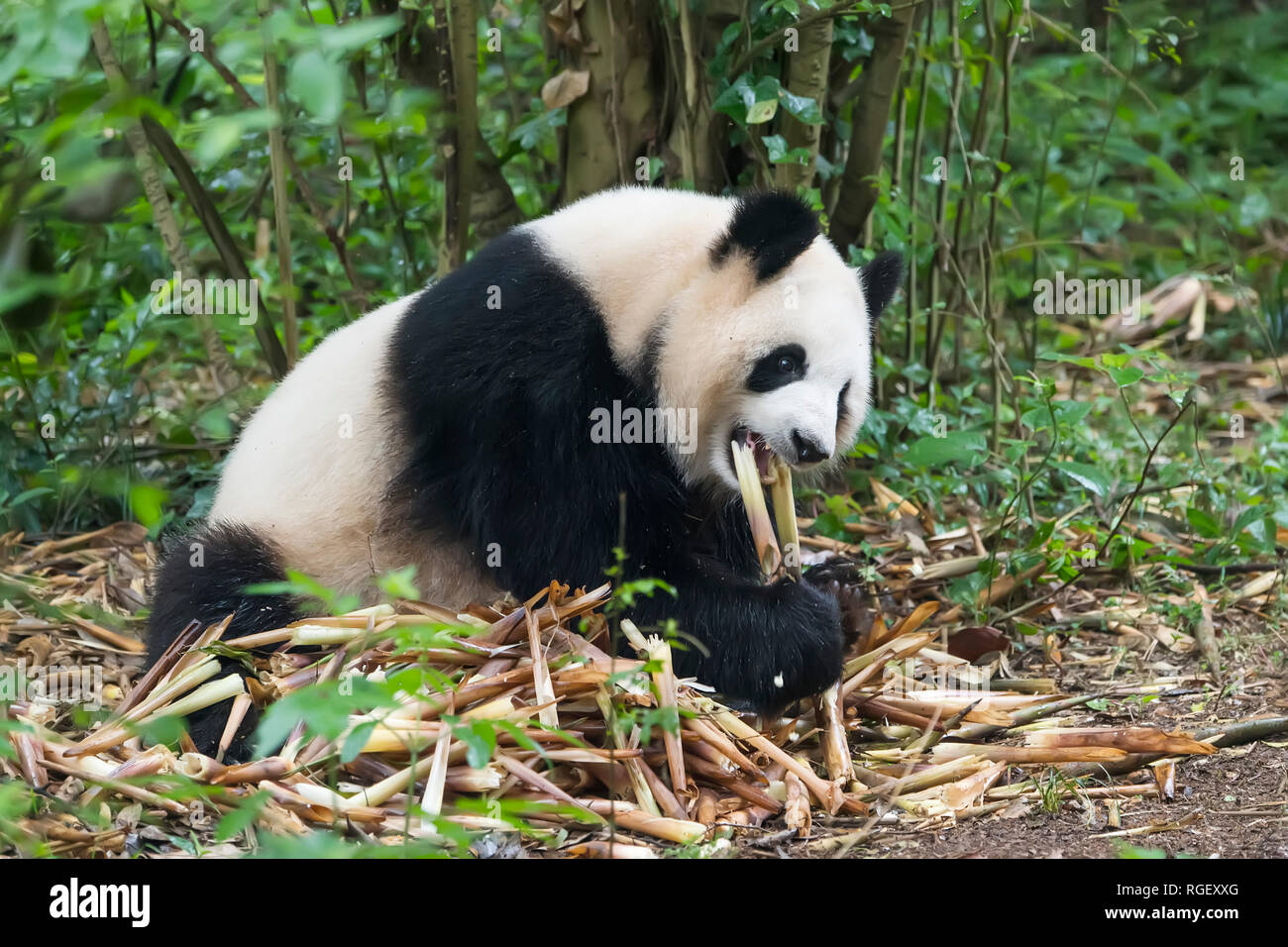 Giant panda eating bamboo,Wild Animals Stock Photo - Alamy