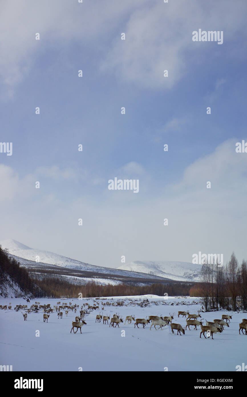 Reindeer herd in nature, Verkhoyansk mountains, Yakutia, Russia Stock ...