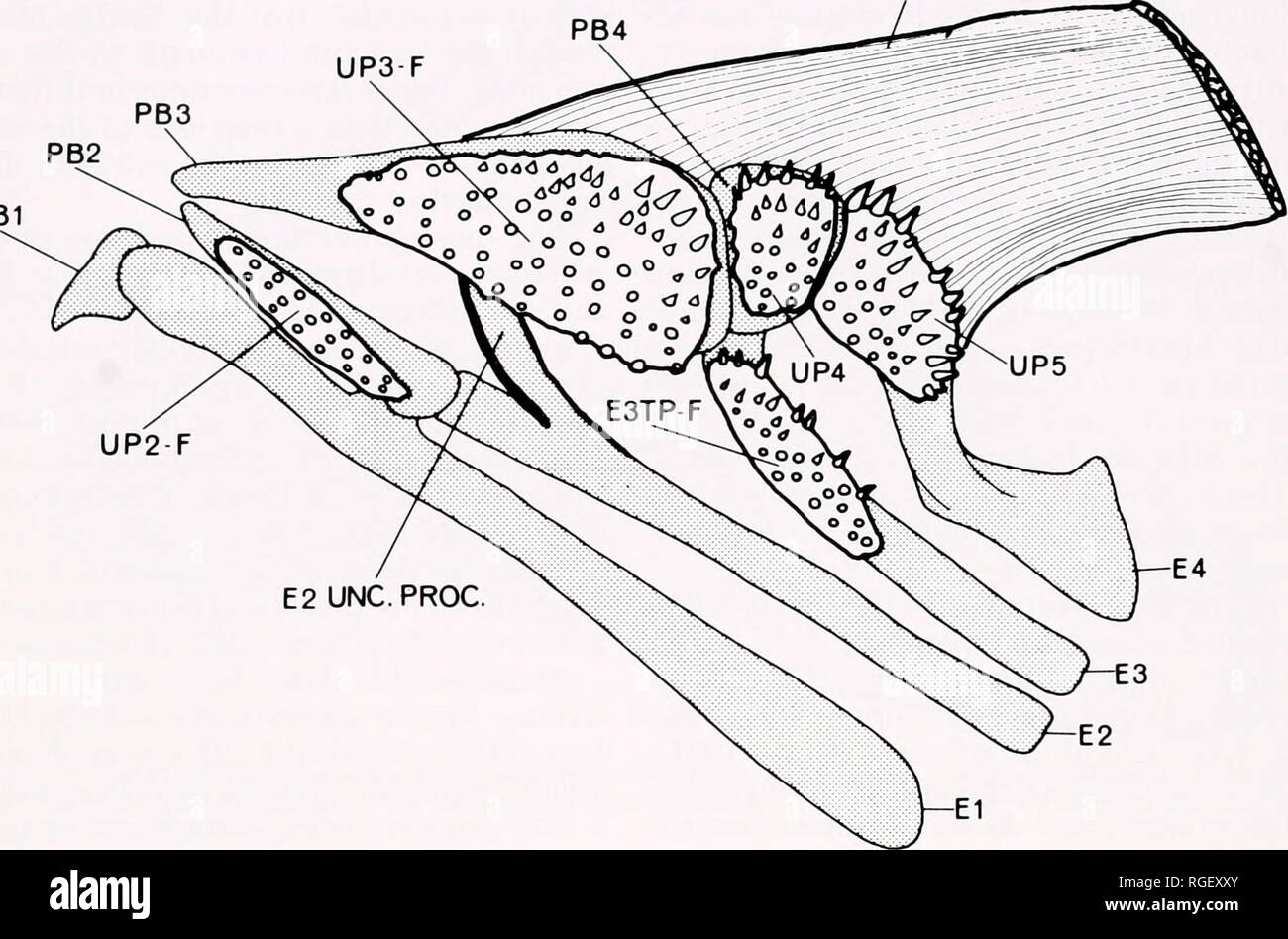 Uncinate process hi-res stock photography and images - Alamy