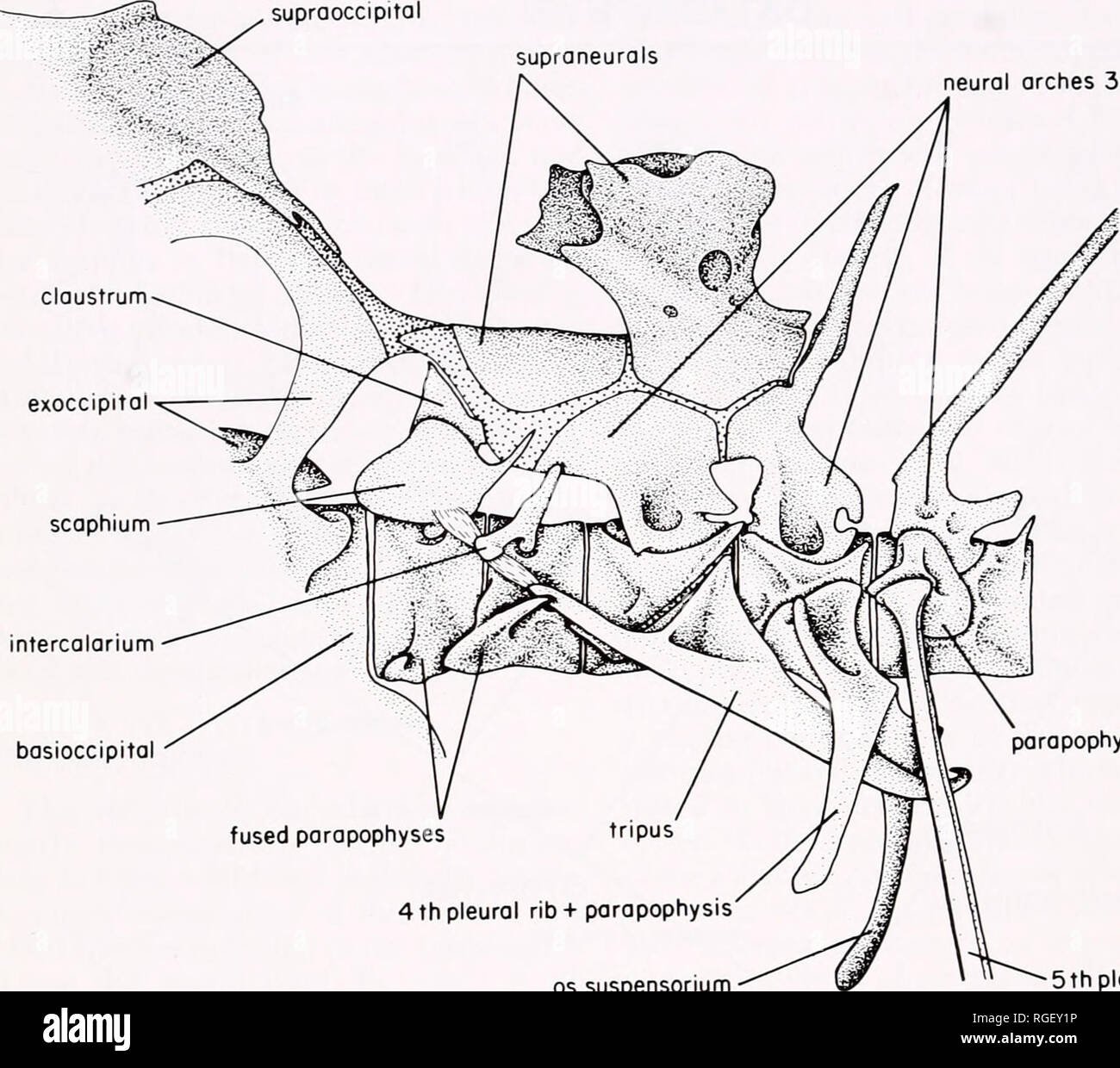 . Bulletin of the Museum of Comparative Zoology at Harvard College ...