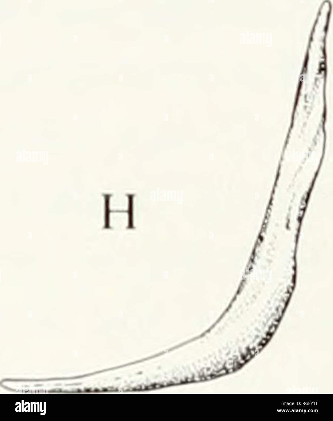 . Bulletin of the Museum of Comparative Zoology at Harvard College ...
