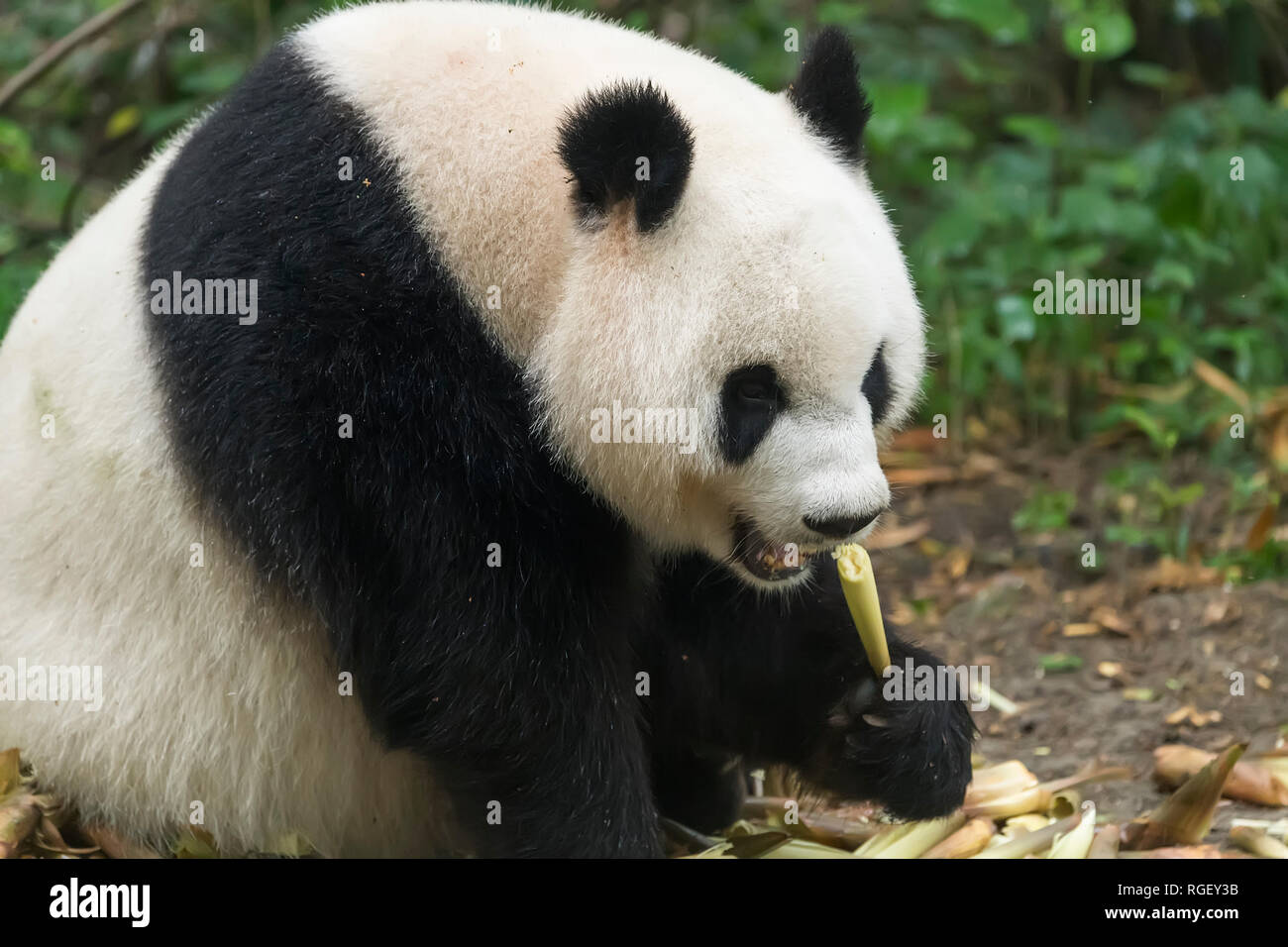 Giant panda eating bamboo,Wild Animals Stock Photo - Alamy