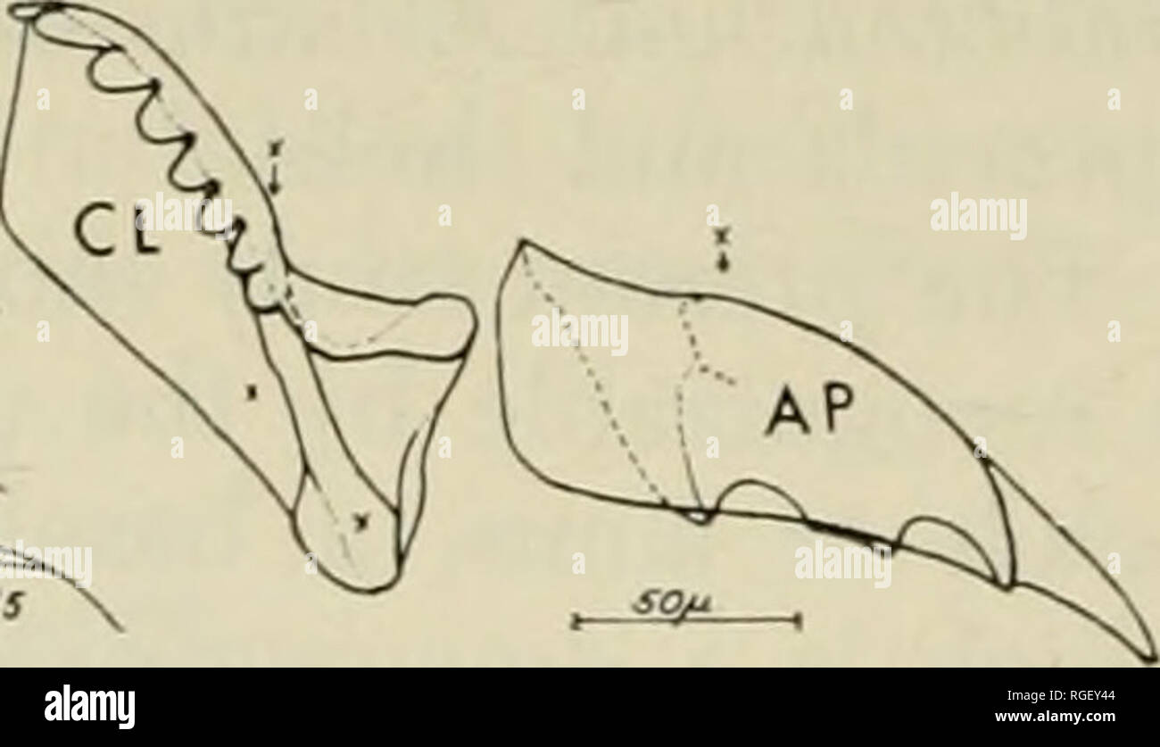 Ap palliata hi-res stock photography and images - Alamy