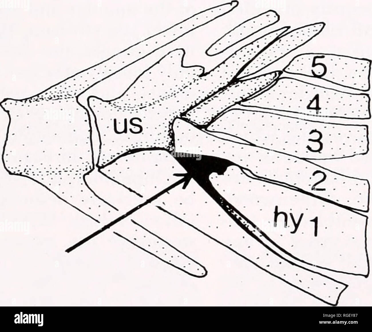 . Bulletin of the Museum of Comparative Zoology at Harvard College ...