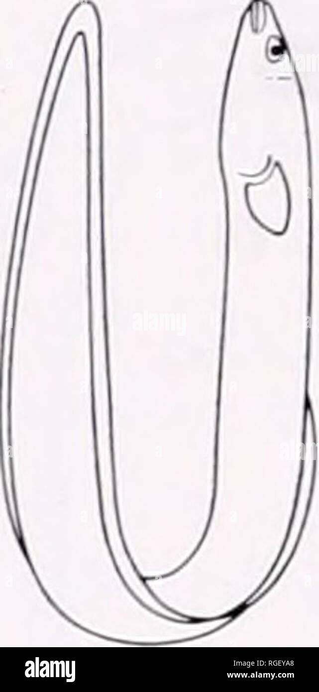 Notacanthidae hi-res stock photography and images - Alamy