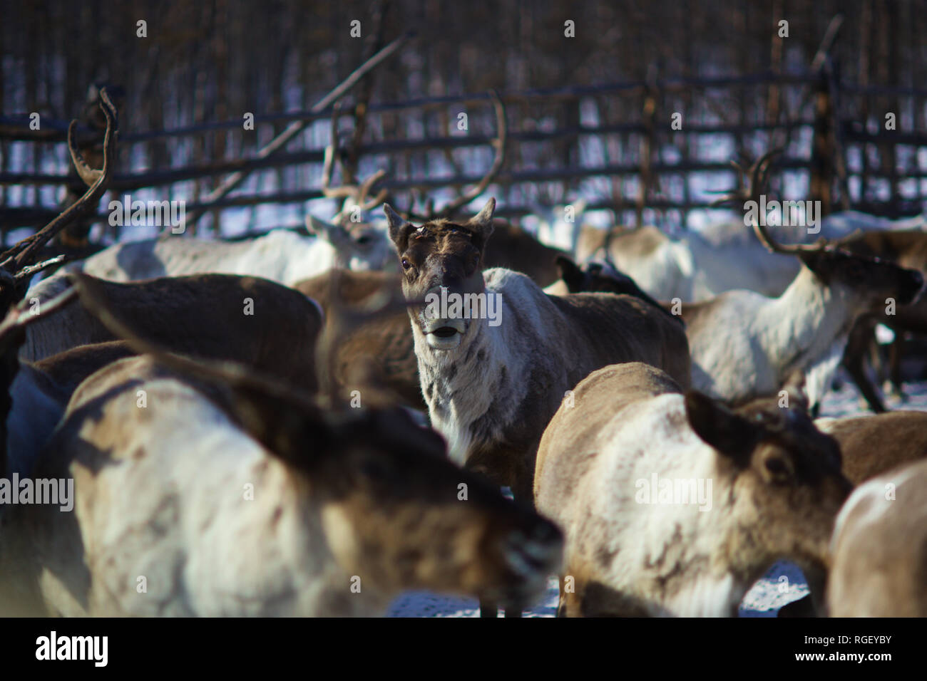 Reindeer enclosure, Verkhoyansk mountains, Yakutia, Siberia, Russia ...