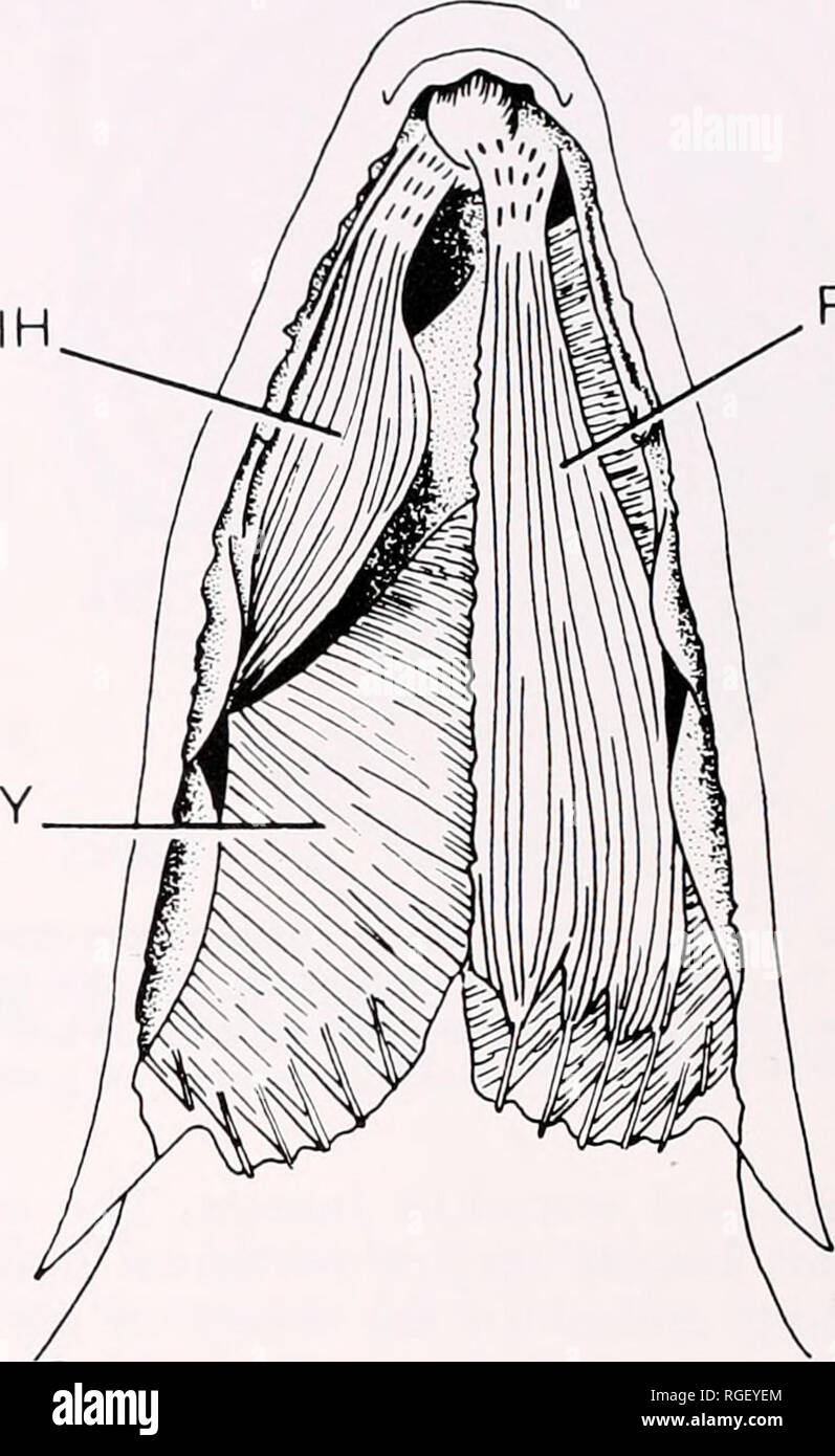 . Bulletin of the Museum of Comparative Zoology at Harvard College ...