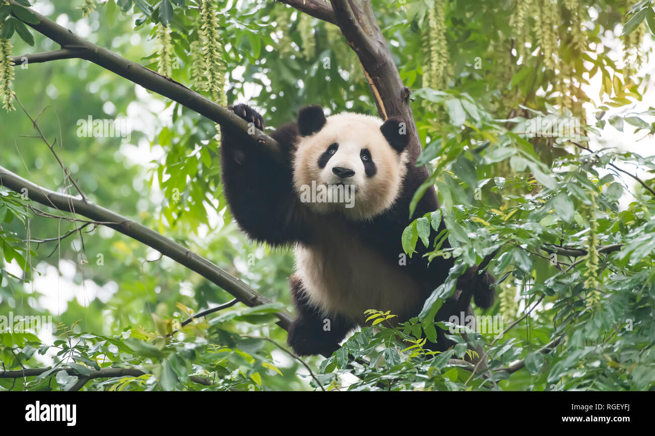 Giant panda over the tree Stock Photo - Alamy