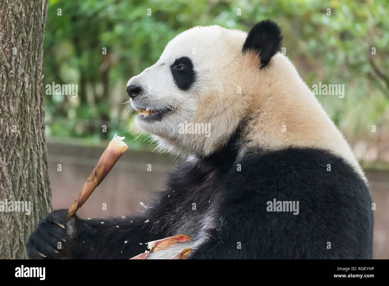 Giant panda eating bamboo,Wild Animals Stock Photo - Alamy