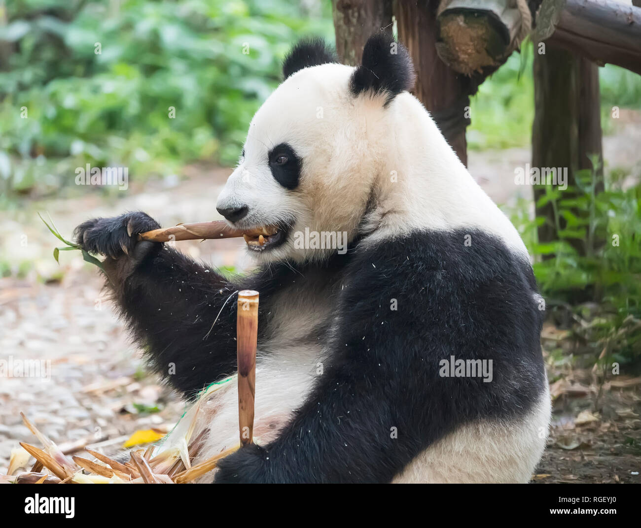 Giant panda eating bamboo,Wild Animals Stock Photo - Alamy