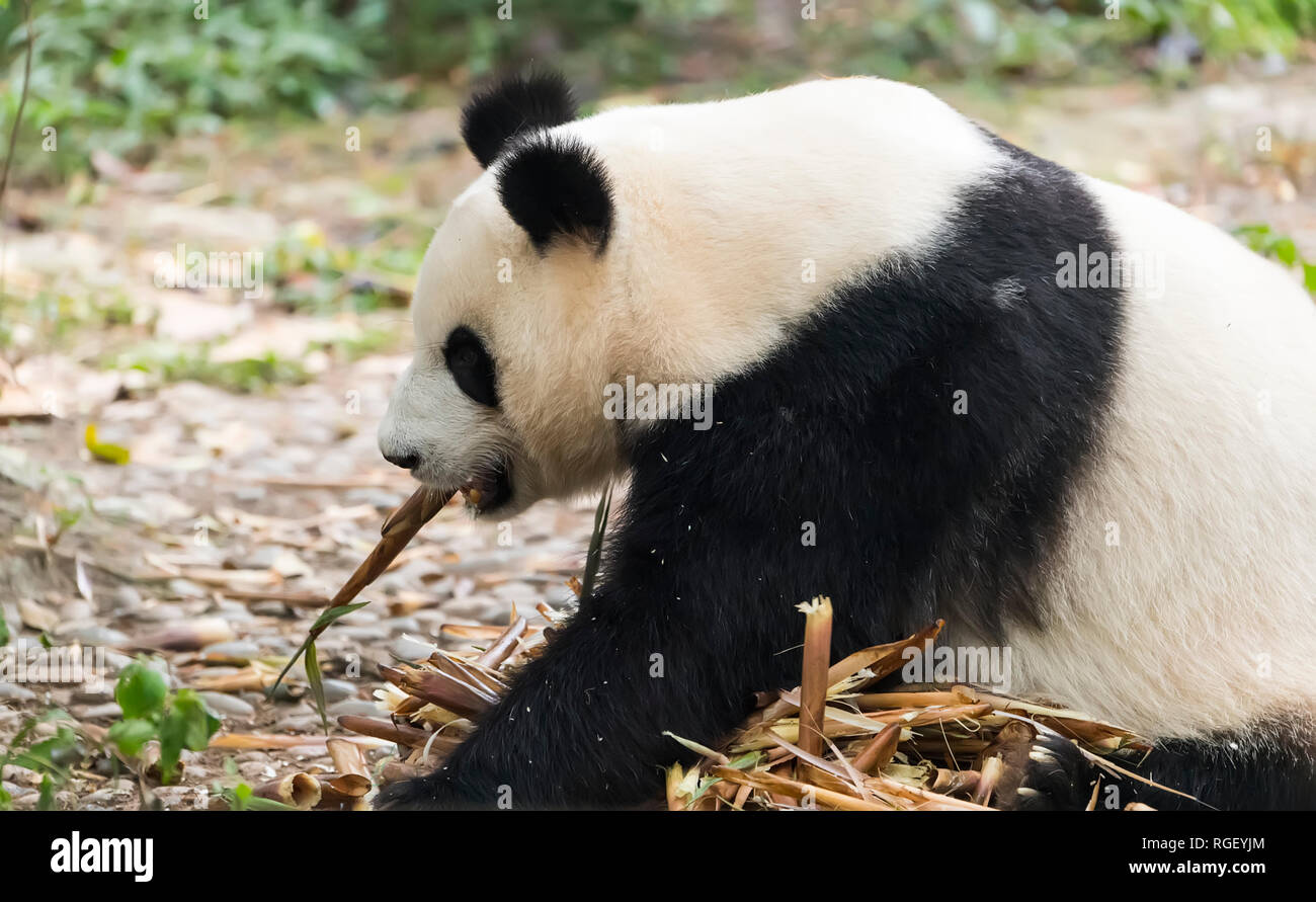 Giant panda eating bamboo,Wild Animals Stock Photo - Alamy