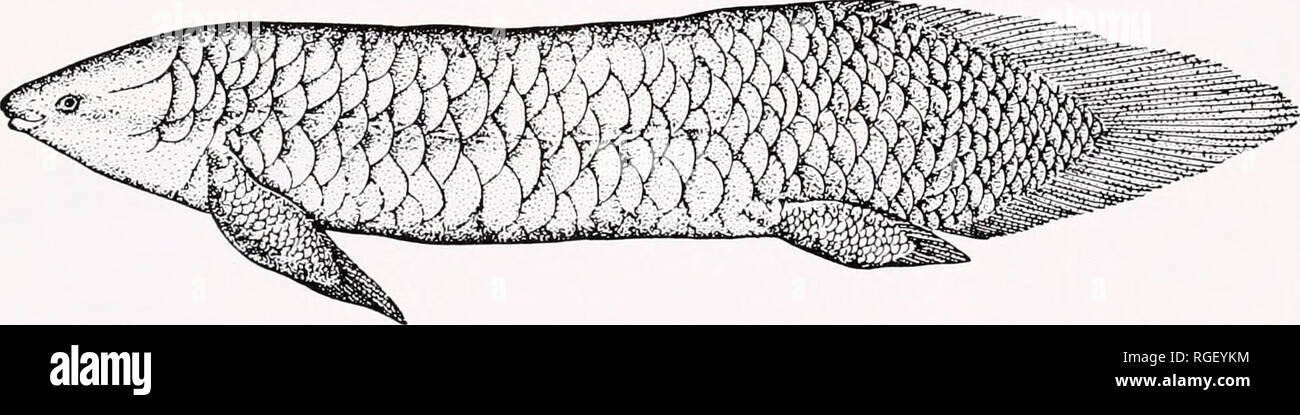 Australian lungfish hi-res stock photography and images - Alamy