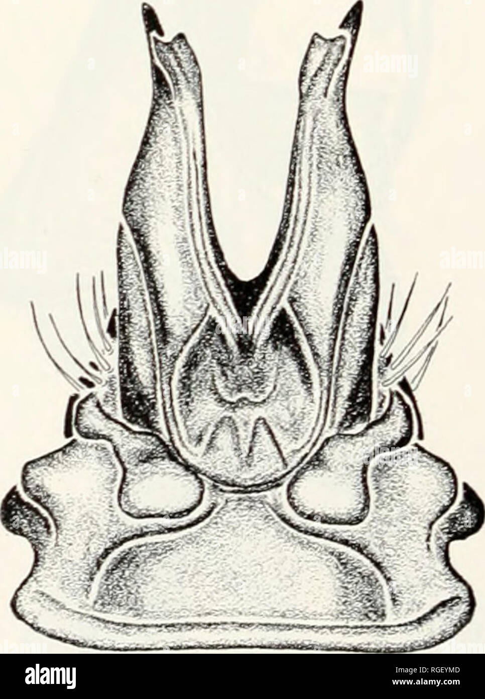 . Bulletin of the Museum of Comparative Zoology at Harvard College ...