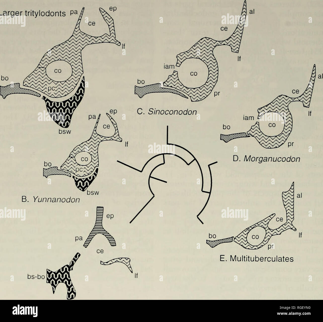 Cynodonts hi-res stock photography and images - Alamy