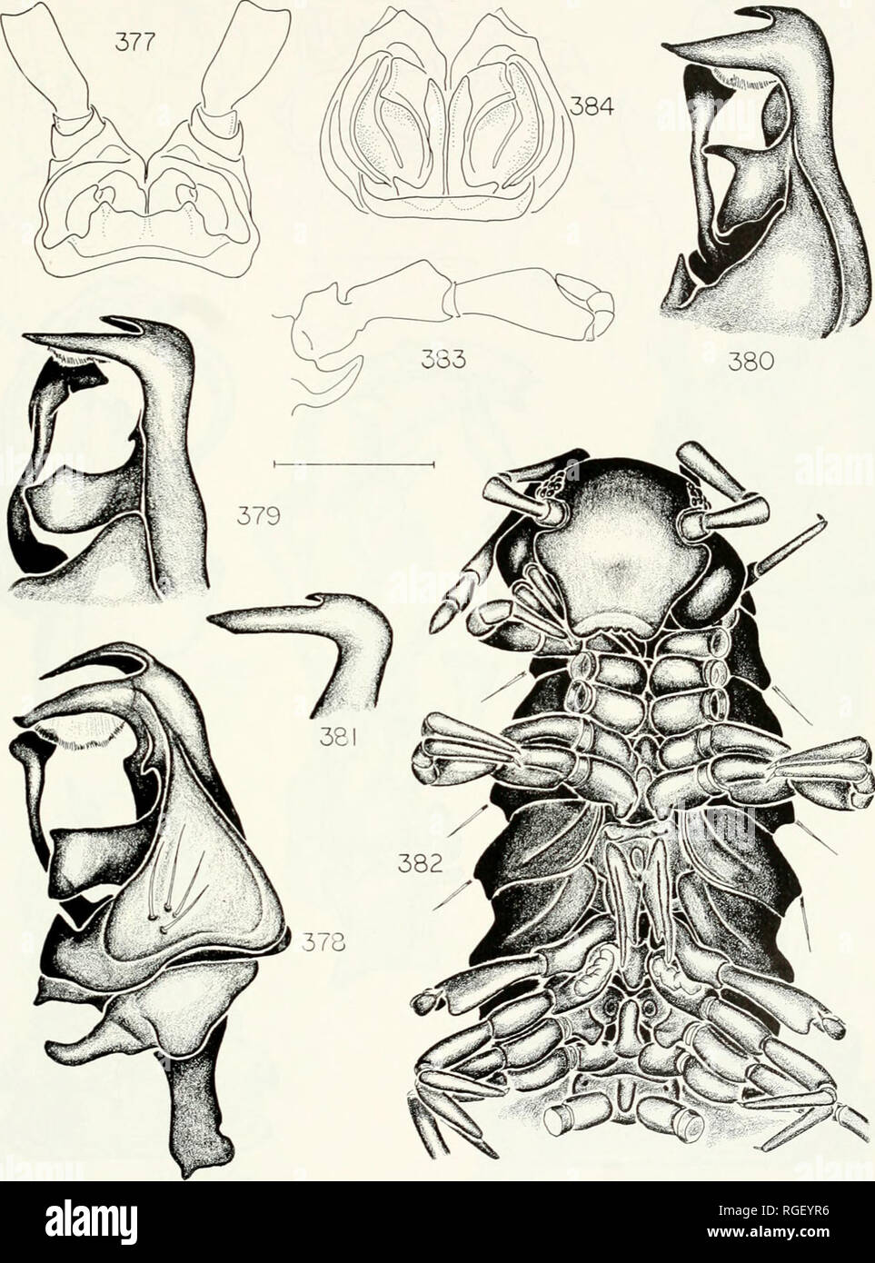 Otter anatomy hi-res stock photography and images - Alamy