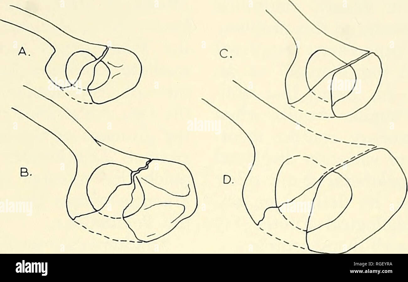 . Bulletin of the Museum of Comparative Zoology at Harvard College ...