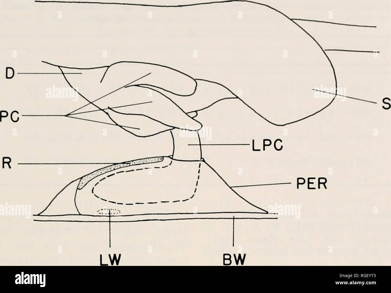 . Bulletin of the Museum of Comparative Zoology at Harvard College ...