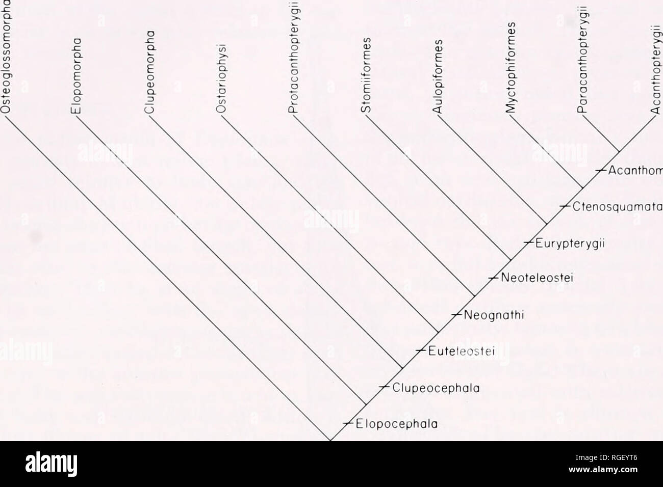 Euteleostei hi-res stock photography and images - Alamy