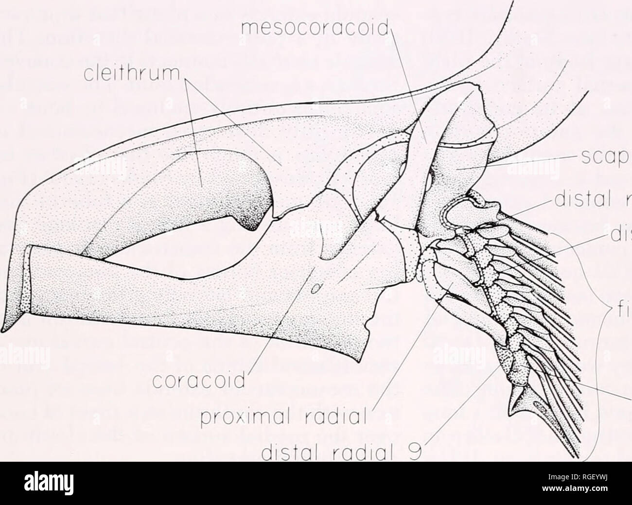 . Bulletin of the Museum of Comparative Zoology at Harvard College ...