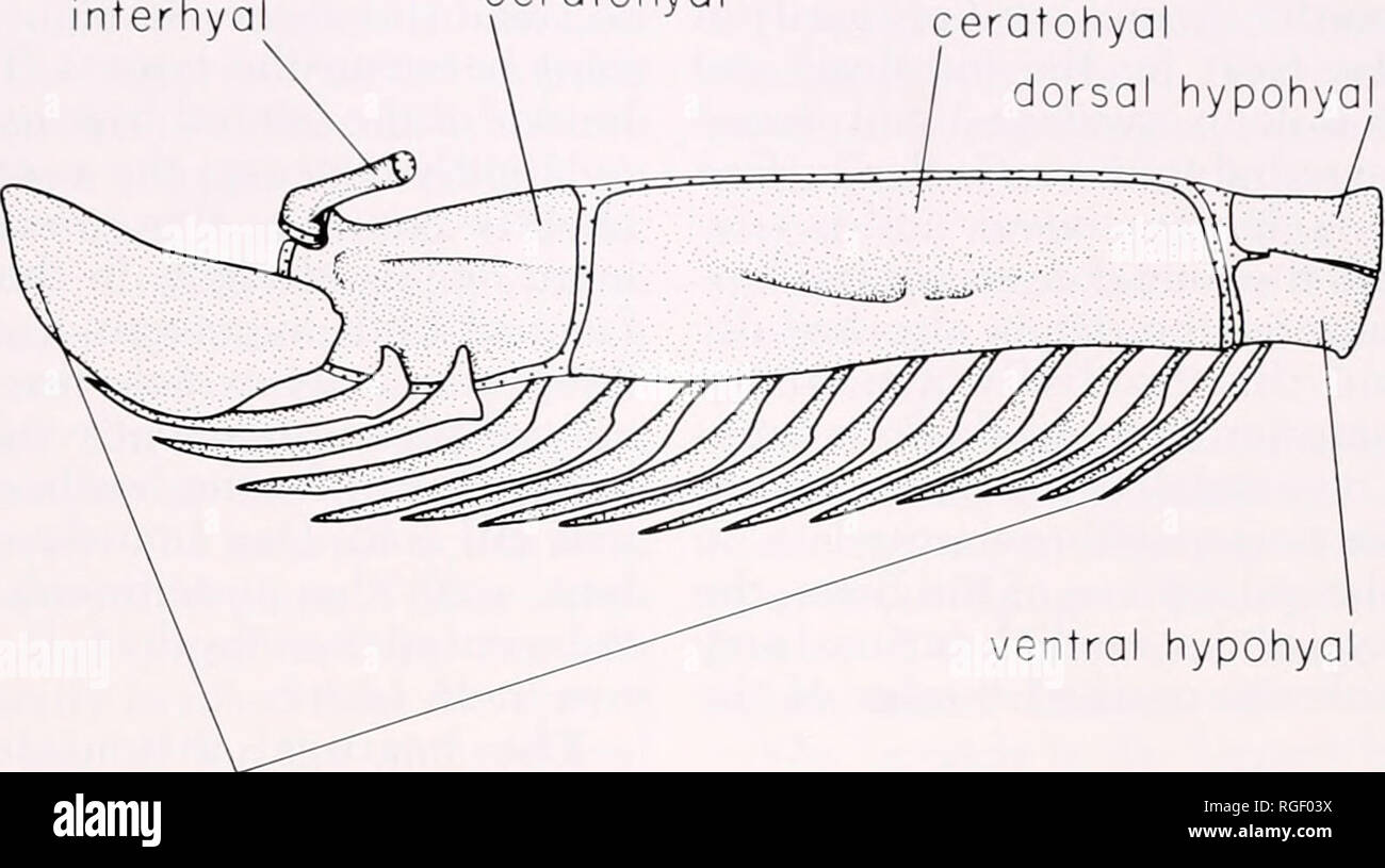 Branchiostegal rays hi-res stock photography and images - Alamy