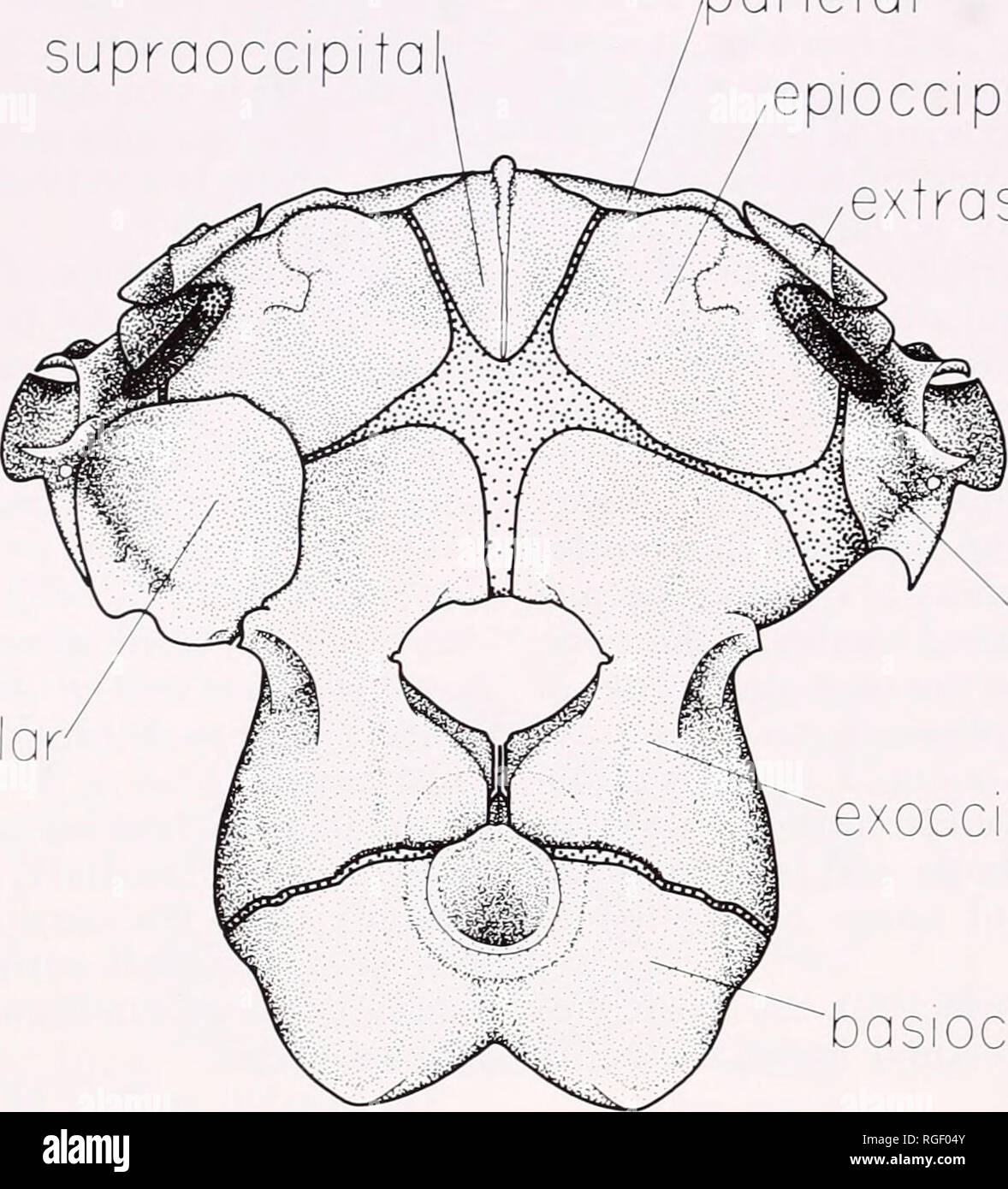 . Bulletin of the Museum of Comparative Zoology at Harvard College ...