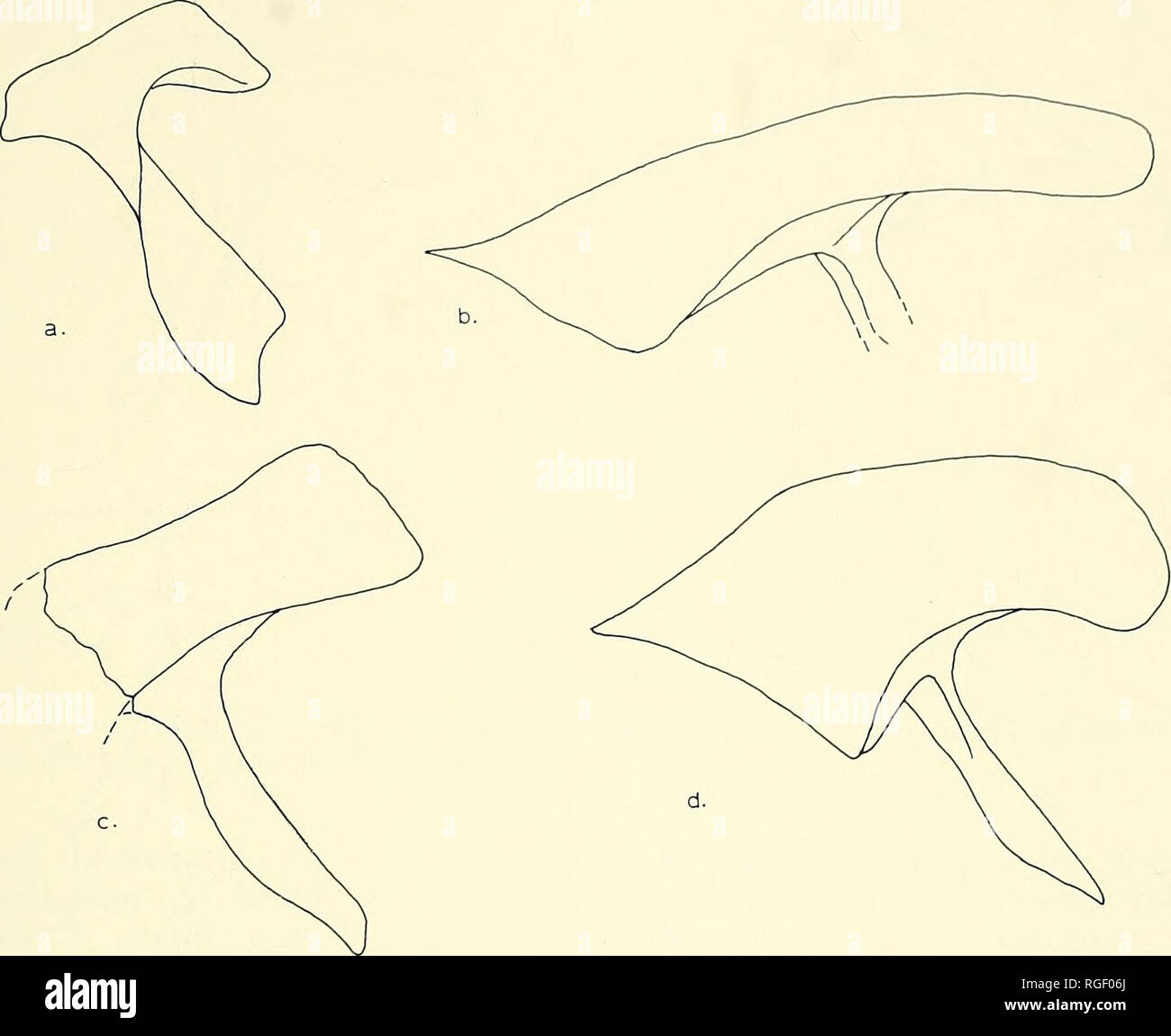 Megophrys lateralis hi-res stock photography and images - Alamy