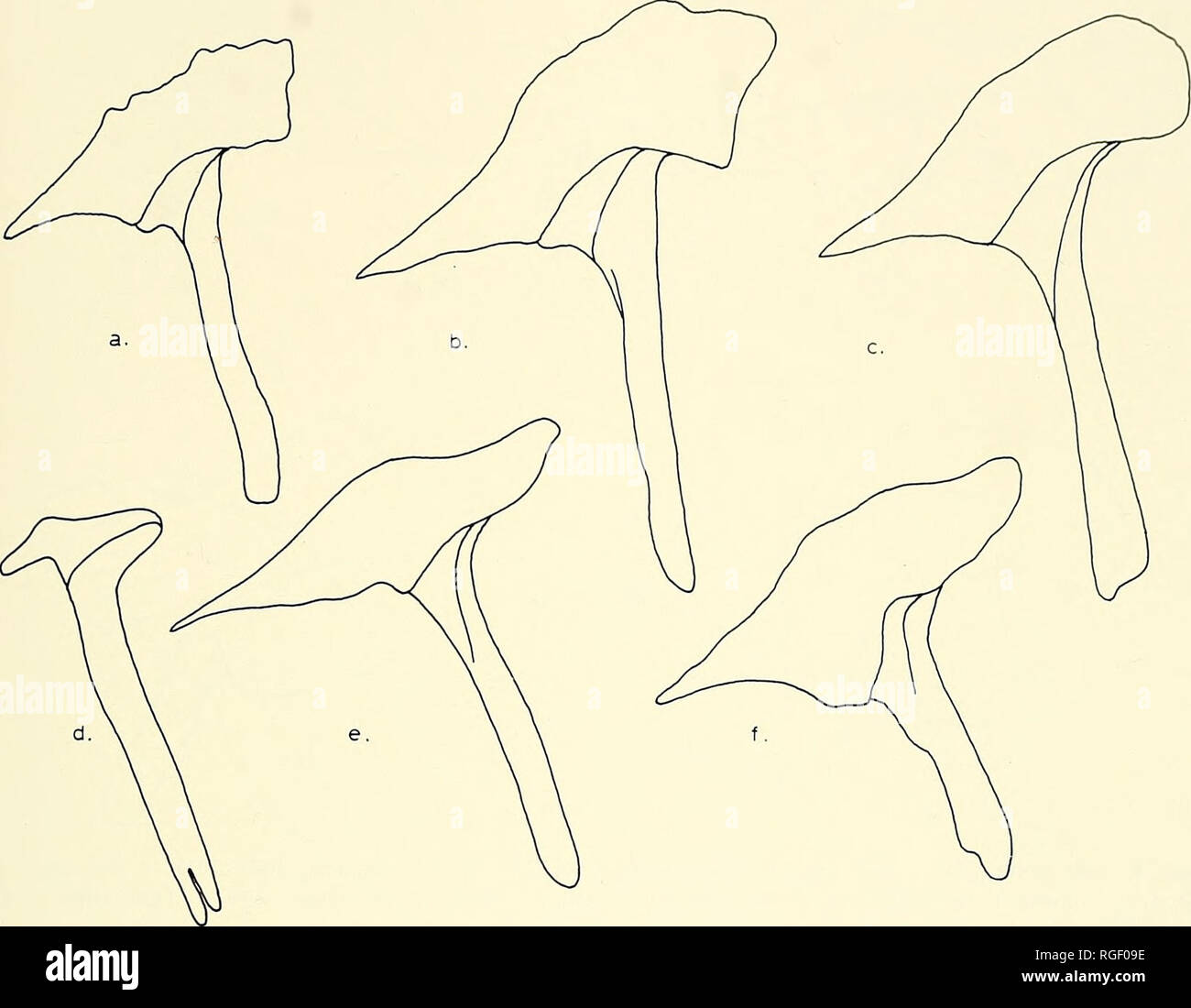 Lance formation fossil hi-res stock photography and images - Alamy